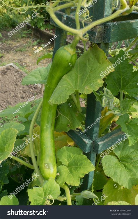 28 Long Thin Stalk On Fruit Images Stock Photos Vectors Shutterstock