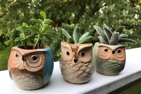 Containers For Succulents A Quick Guide On How To Choose One Sublime