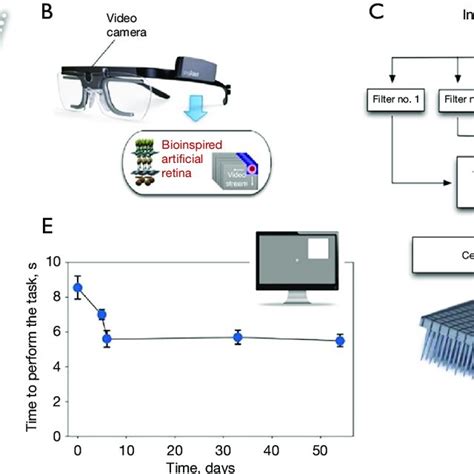 Bio Inspired Artificial Retina A Schematic Structure Of Cortiviss Download Scientific