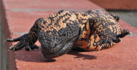 Meet The Arizona Gila Monster The Most Venomous Lizard In The Us