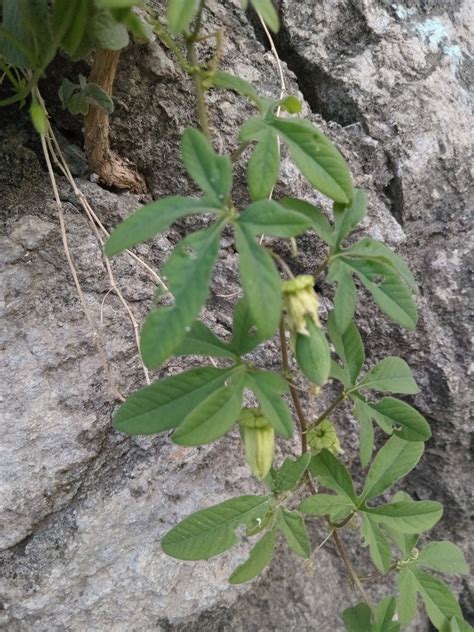 Cupped Passionflower From Lomas Del Parque 34100 Durango Dgo México