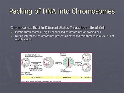 Ppt Chapter 4 Dna And Chromosomes Powerpoint Presentation Free