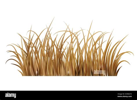 Dry Brown Grass Yellow Dead Field Plants On Meadow Prairie Scene