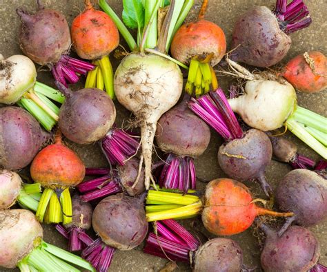 Beetroot Growing Mistakes 9 Errors To Avoid Homes And Gardens