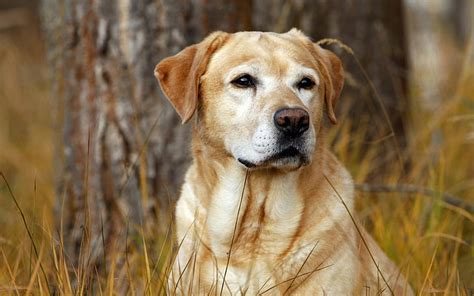 ラブラドール、 犬、 鼻、 草、 Hdデスクトップの壁紙 Wallpaperbetter