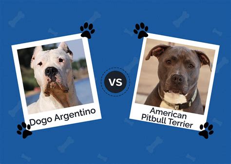 Bull Terrier Vs Pitbull The Key Differences With Pictures Hepper