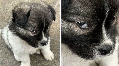 아이스크림 먹을때마다 강아지 눈치 줘서 못 먹겠어요 애니멀 플래닛