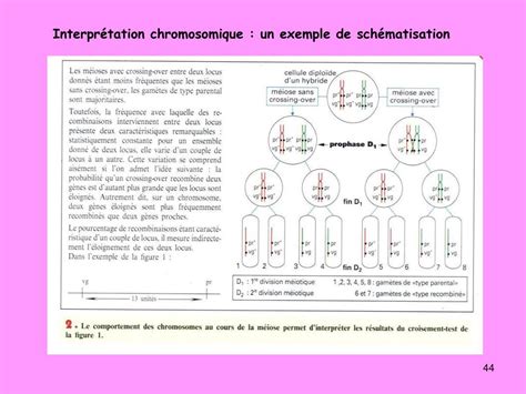 Ppt Meiose Et Recombinaison Genetique Brassages Inter Et Intra