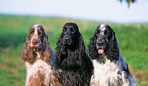 Criptococose Manejo Do Paciente E Orientações Aos Tutores