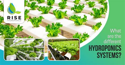 Hydroponic System How To Choose The Ideal System For You Rise Hydroponics