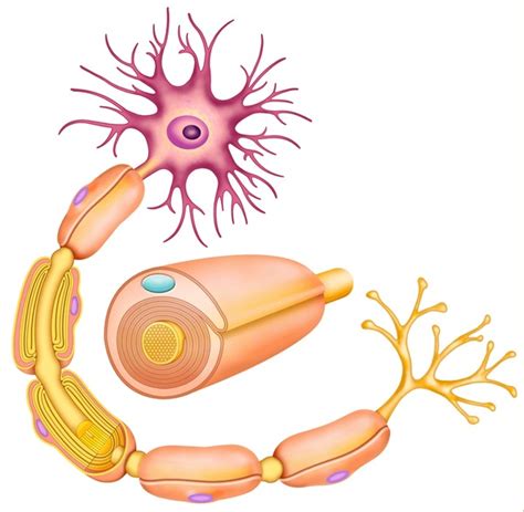 7 Cerebral Cortex Multipolar Neuron Royalty Free Photos And Stock Images Shutterstock