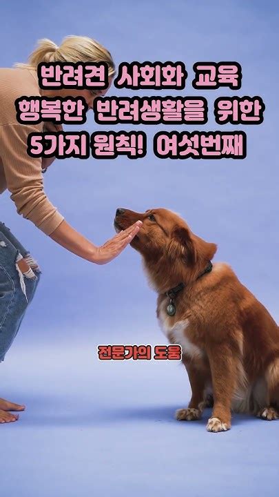 반려견 사회화 교육 행복한 반려생활을 위한 5가지 원칙 여섯번째 신뢰 안정감 사랑 행복 Youtube