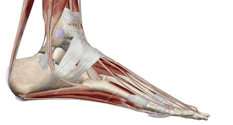 Premium Photo The Ankle Encompasses The Ankle Joint An Articulation