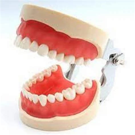 Teeth Pathologies Model For Clinical At ₹ 2500 Piece In Jaipur Id