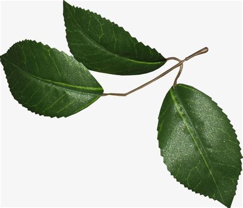 자유형 벡터 장식 일러스트 Png 나뭇잎 이미지 벡터 Psd 파일 Pngtree 나뭇잎 나무 종류 식물