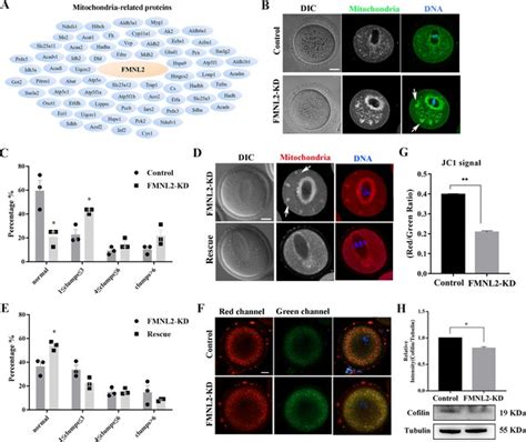 FMNL2 Regulates Actin For Endoplasmic Reticulum And Mitochondria