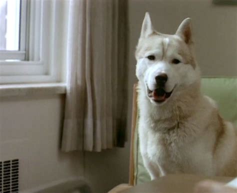 Action Tv Shows Due South April 26 Inuit Films Movies Cbs