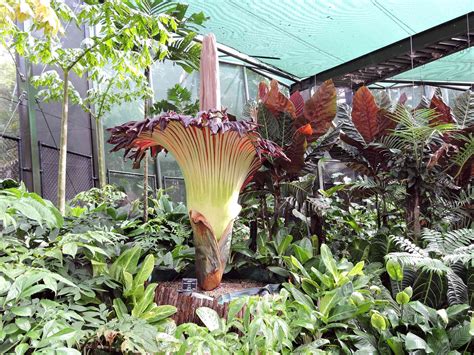6 Of The Biggest Flowers On Earth