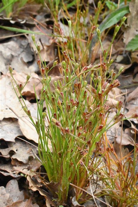 How To Grow Juncus Bufonius Earthone