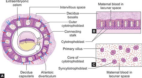 Cytotrophoblast Shell