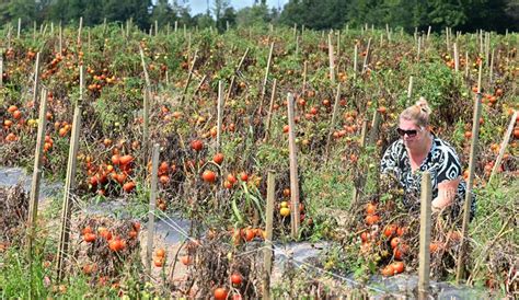 Snapshot Harvest At Swistak Farms Multimedia