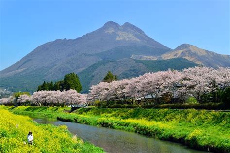【九州】春のお花見へ出かけよう♪《福岡・大分・熊本》の「桜の名所」6選 キナリノ