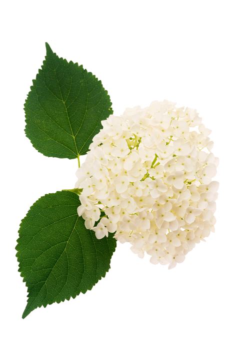 Hydrangea Organic Flora Fresh