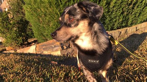 Aussie Doxie Fasexpress