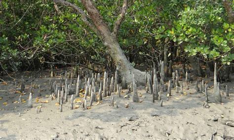 Pohon Kayu Api 43 Koleksi Gambar