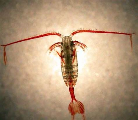 Zooplankton Definition Examples And Types Biology