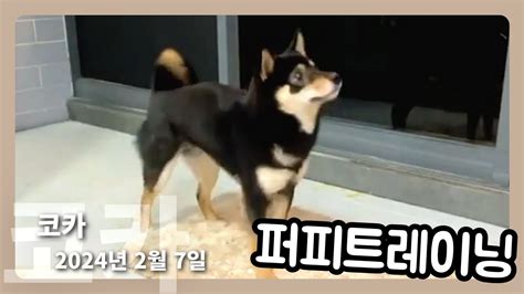 교육 코카 2024년 2월 7일 퍼피트레이닝 YouTube