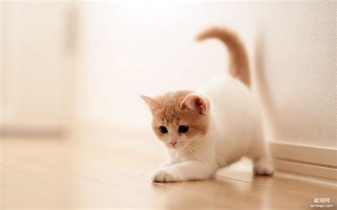 可爱的猫咪高清壁纸 辈宠网