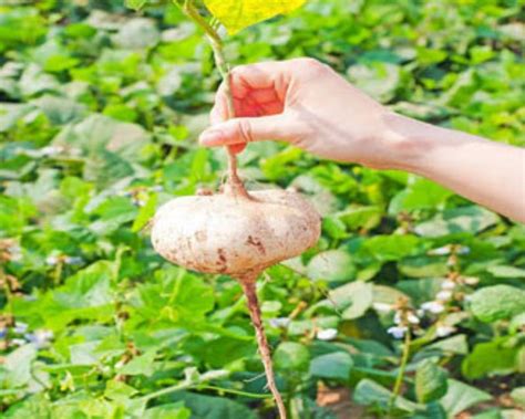 Cara Menanam Bengkuang Yang Benar Panduan Lengkap Vrogue Co