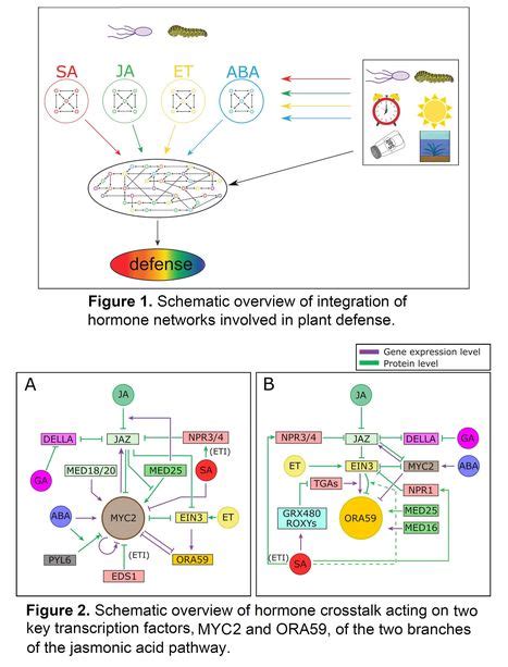 Multiple Levels Of Crosstalk In Hormone Network