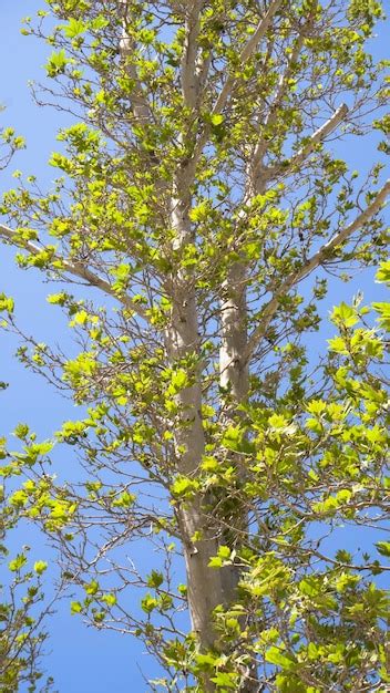 Green Popler Tree Images Free Download On Freepik