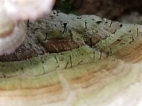 Maryland Biodiversity Project Record Id 703480