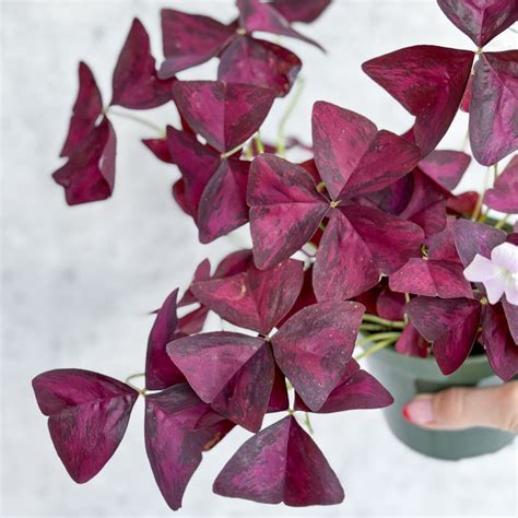 Shop Indoor Plants Houseplants And Unique Plants For Sale Eds Plant