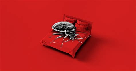 Bedbugs Are Getting Scarier The Atlantic