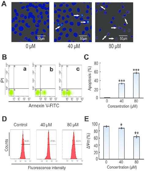 A Induction Of Apoptosis By Costunolide In Sk Mes 1 Cells Detected