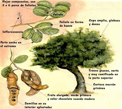 Flora Y Fauna De Utrera Y Su Entorno