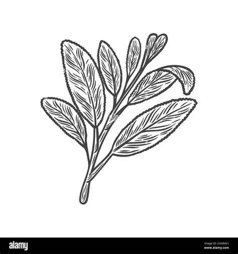 Sketch Drawing Of Sage In The Style Of Line Drawing Stock Vector Image