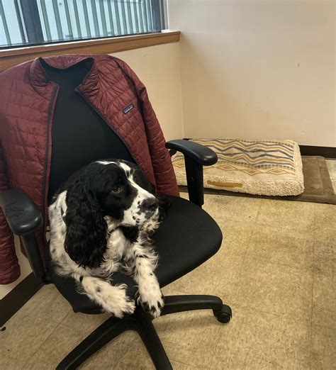 My Bosss Dog Ruby Comes Into Work Most Days During The Winter To Help