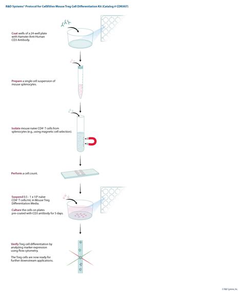 Mouse Treg Cell Differentiation Kit Cdk007 Randd Systems