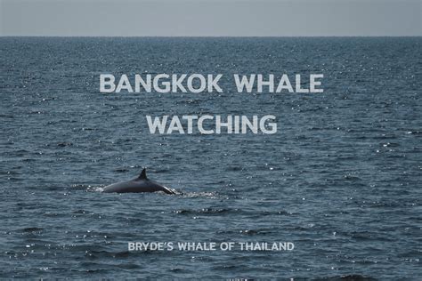 Bangkok Whale Watching ประสบการ์ณดูวาฬแบบ Exclusive ที่อ่าวไทย