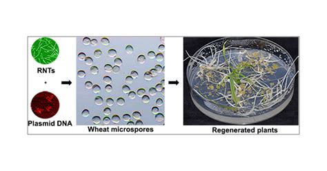 Microscopic Microspores