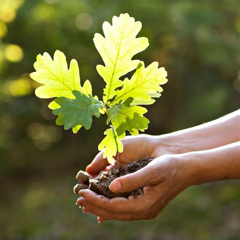 Black Oak Seedlings For Sale Wholesale Tree Seedlings