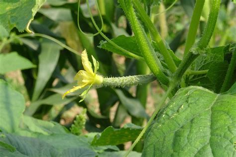 Gurken ausgeizen im biologischen Anbau Natürliche Methoden für gesunde Pflanzen und perfekte Ernte