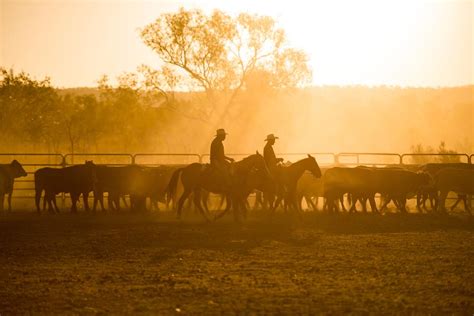 Jason Colosimo On Linkedin Coles Reducing Methane Emissions From Beef Cattle 10 Comments