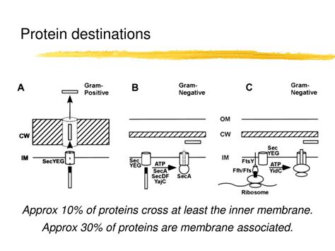 Ppt Bacterial Protein Translocation And Pathogenesis Powerpoint