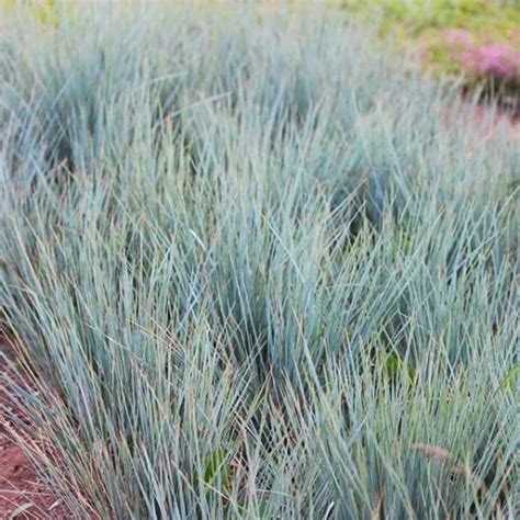 Grass Blue Oat Grass Billings Nursery